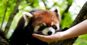 17 Most Friendly Wild Animals In The World