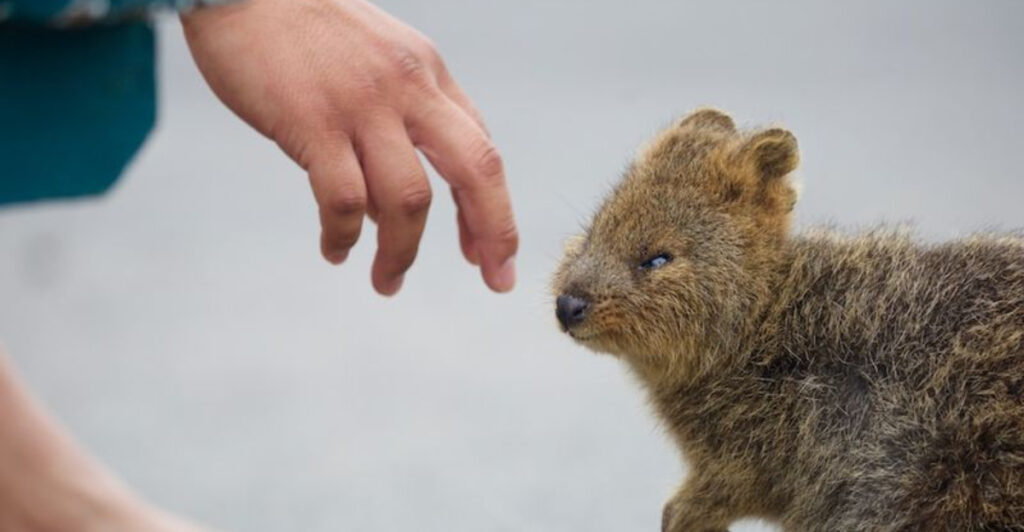 17 Playful Animals That Love Interacting With People