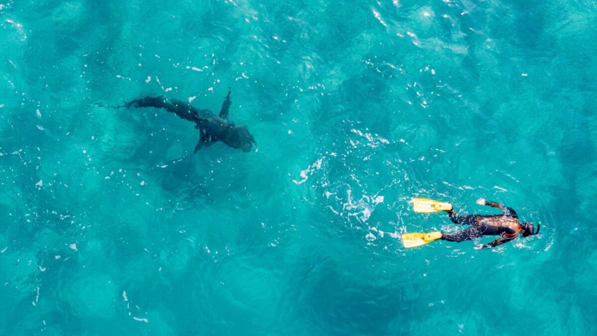 17 Popular Beaches In The U.S. Where Sharks Are Lurking