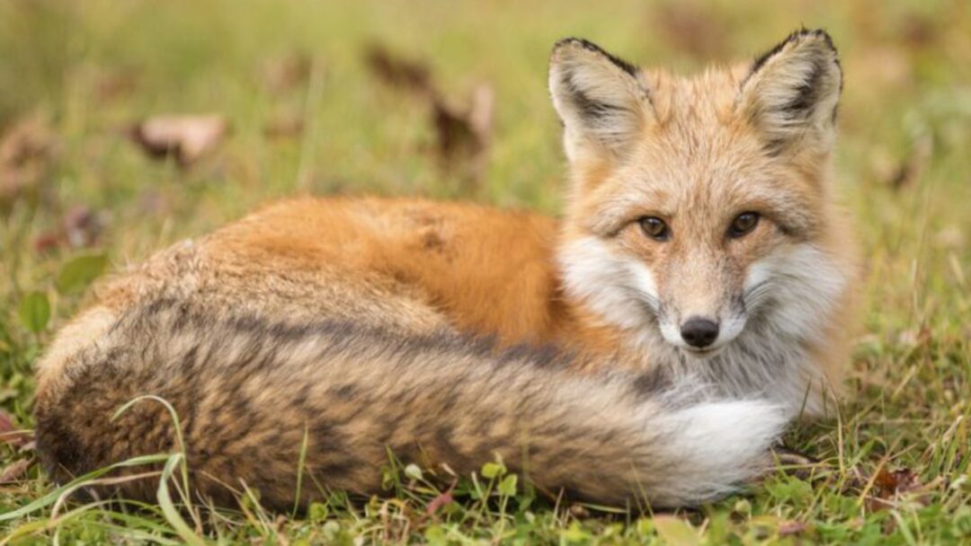 15 States Where You Can Find America’s Five Species Of Fox