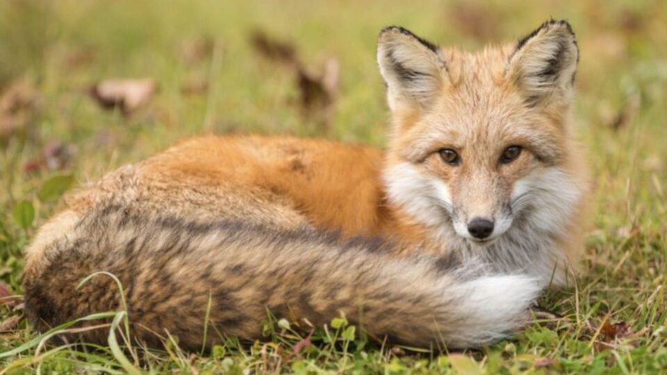 15 States Where You Can Find America’s Five Species Of Fox