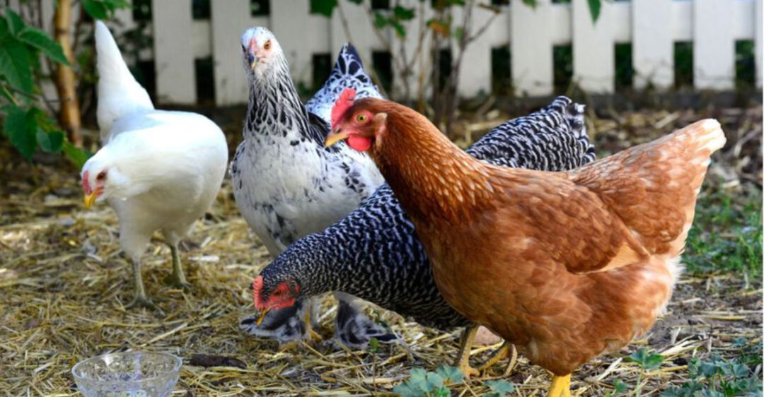 17 Surprising Dangers Of Having Backyard Chickens