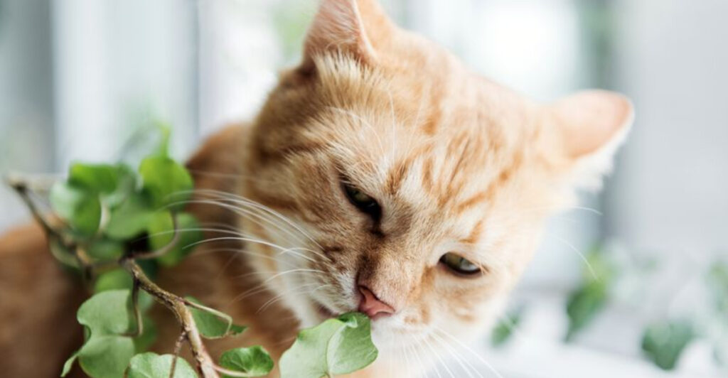 17 Surprising Scents That Can Calm An Anxious Cat