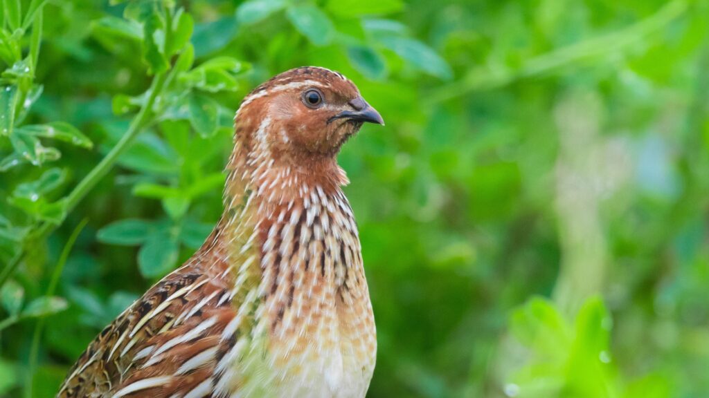 17 Things You Never Knew About Quail