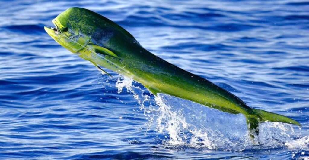 17 Of The Fastest Fish In The Ocean – Animalko