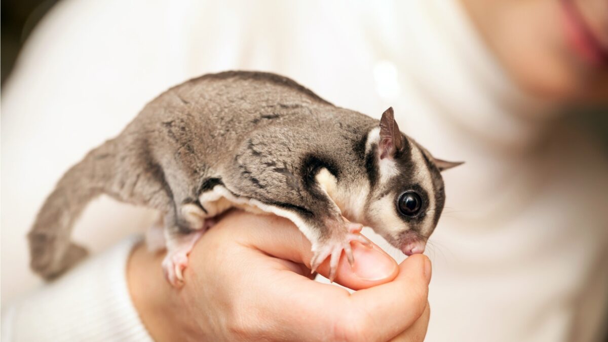 18 Bizarre Pets You Need A Permit To Have At Home