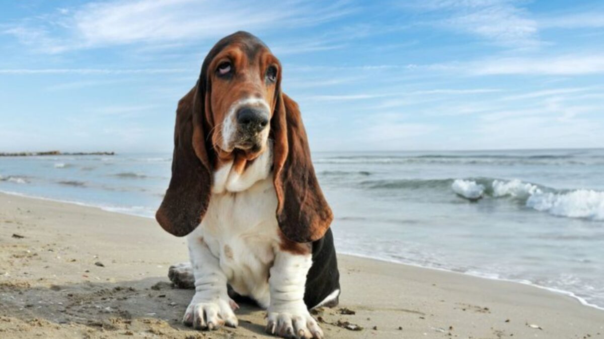 16 Dog Breeds That Have The Shortest Life Expectancies