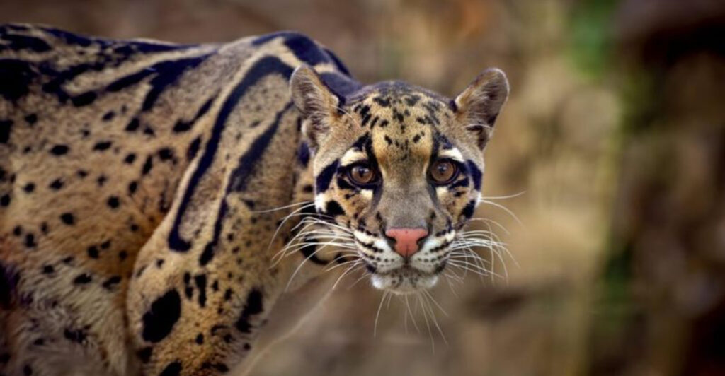 19 Lesser-Known Big Cats That Are Just As Fascinating As Tigers