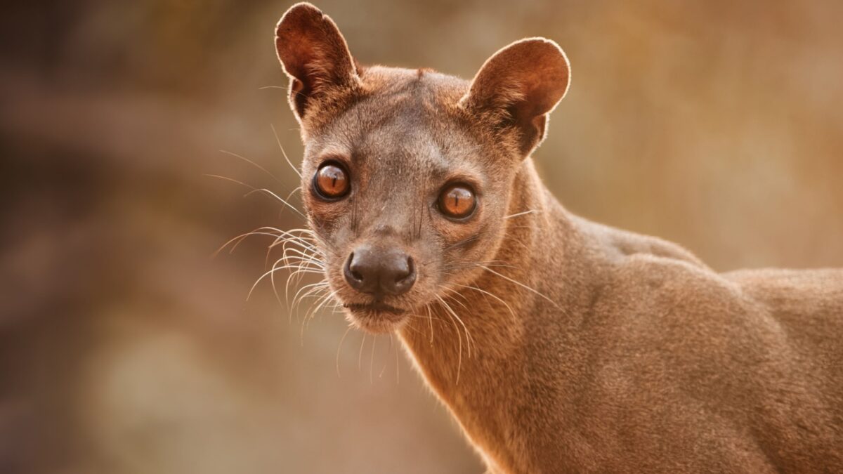 19 Rare And Remarkable Mammals You Should Know About