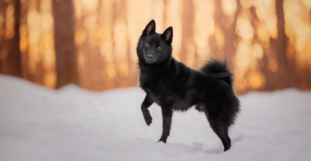 19 Smartest Small Dog Breeds That Can Learn Anything In A Snap