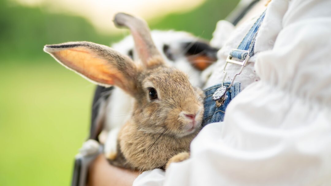 20 Cutest, Cuddliest Bunny Breeds That Make Perfect Pets