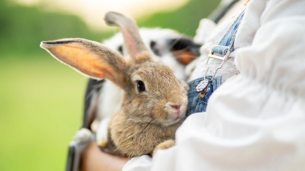 20 Cutest, Cuddliest Bunny Breeds That Make Perfect Pets