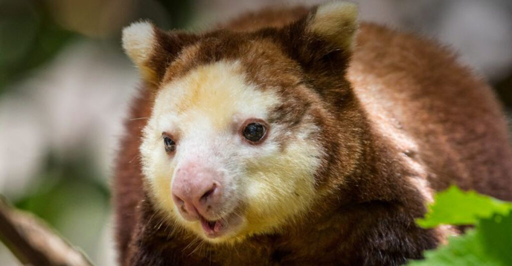 20 Hard-To-Find Exotic Animals That Are Nearly Impossible To Spot