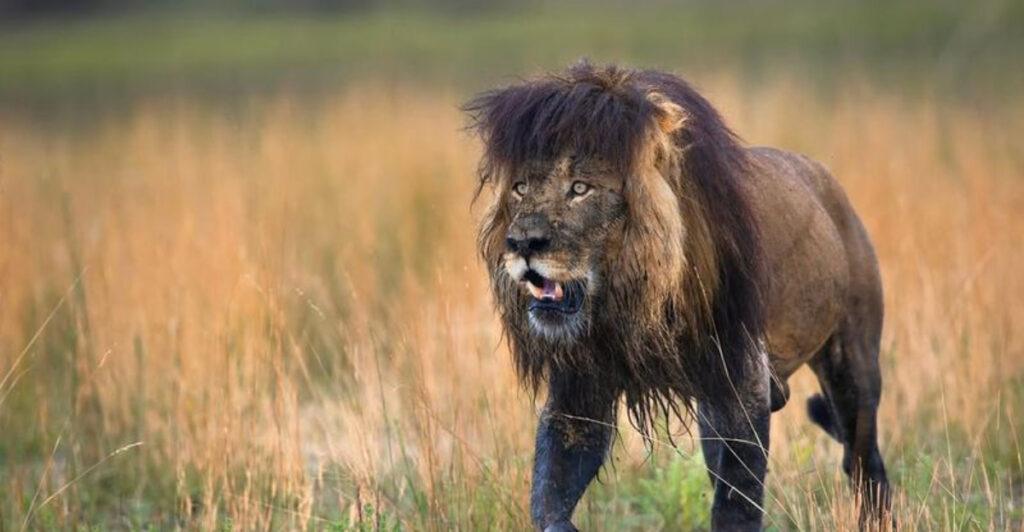 20 Most Dangerous Animals In Africa