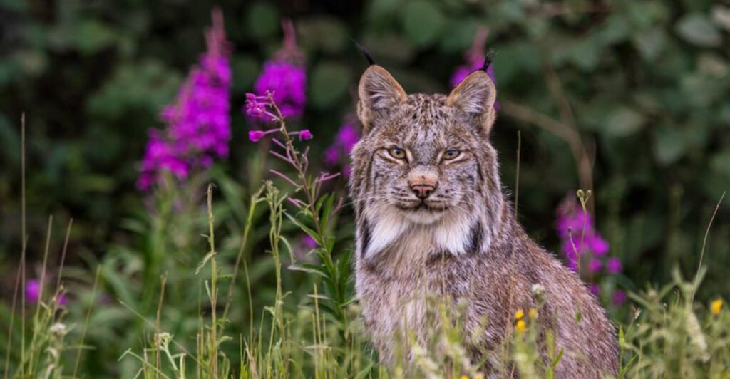 20 Surprising Insights Into The World Of Lynx Cats And Their Survival