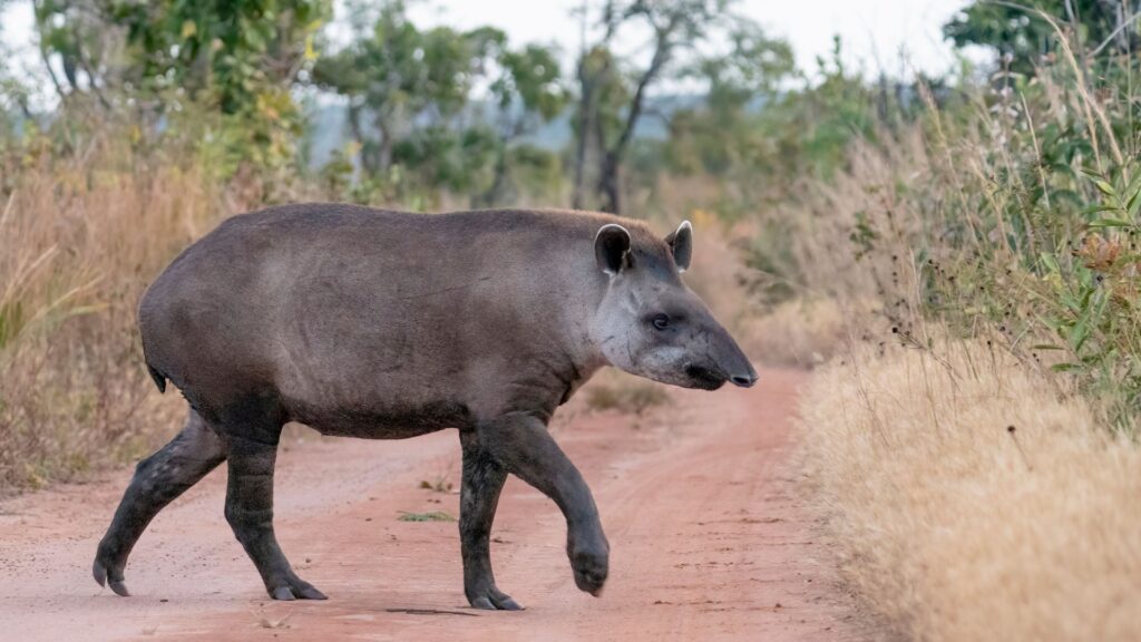 20 Wild Jungle Bullies You Should Fear