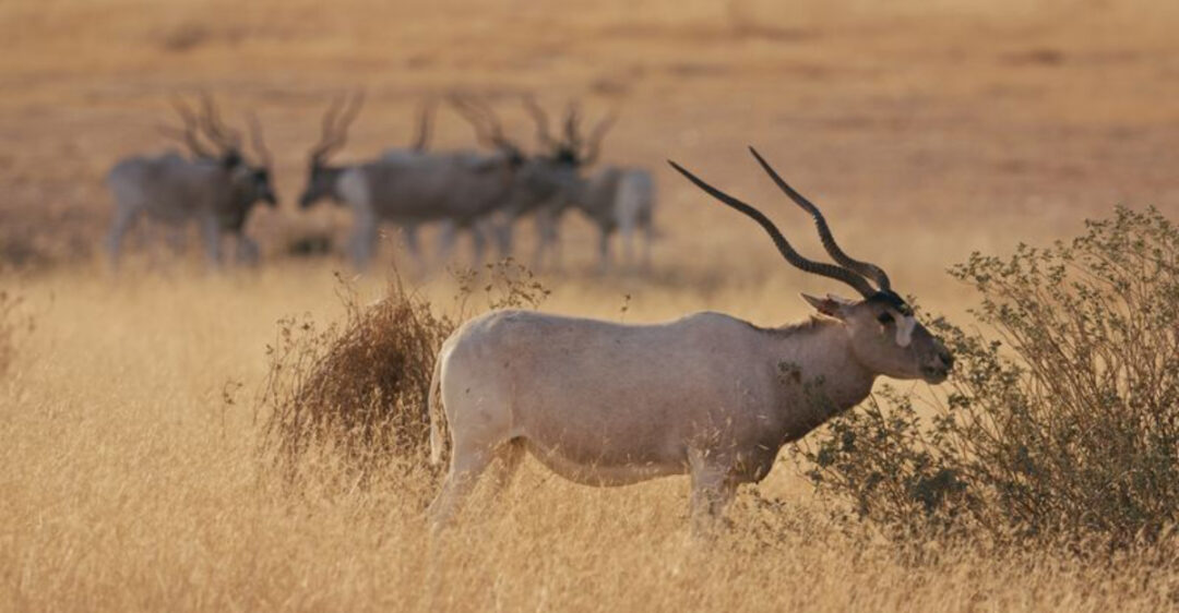 21 Animals That Thrive In Some Of The World’s Harshest Deserts