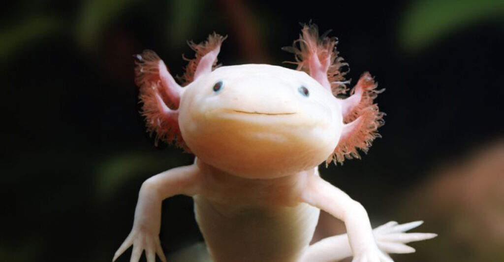 21 Animals With Features That Will Leave You Speechless