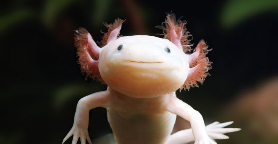 21 Animals With Features That Will Leave You Speechless
