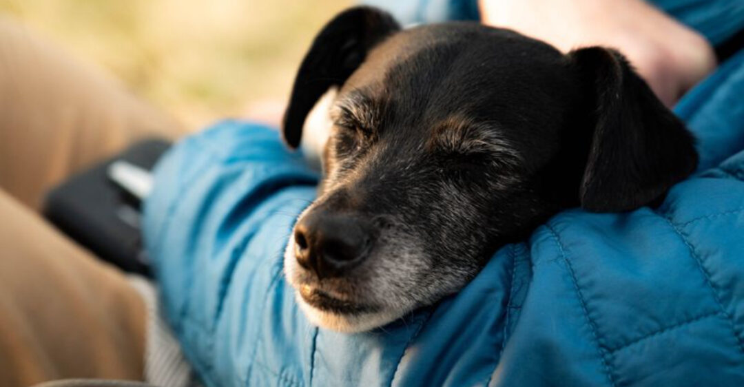 21 Expert Tips For Making Your Rescue Dog Feel Comfortable