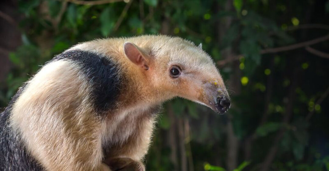 21 Rare Animals You Can Only Find In The Amazon Rainforest