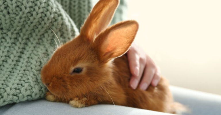 23 Of The Friendliest Animals On Earth That Love Human Interaction