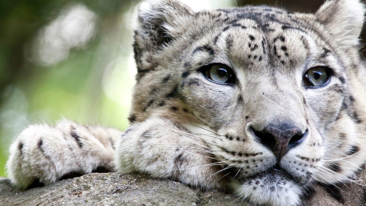 23 Rare Animals You May Never Have The Chance To See