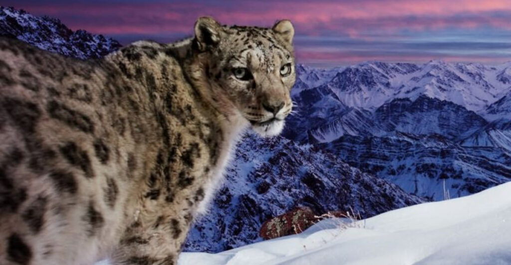 25 Wild Animals That Are Rarely Ever Seen