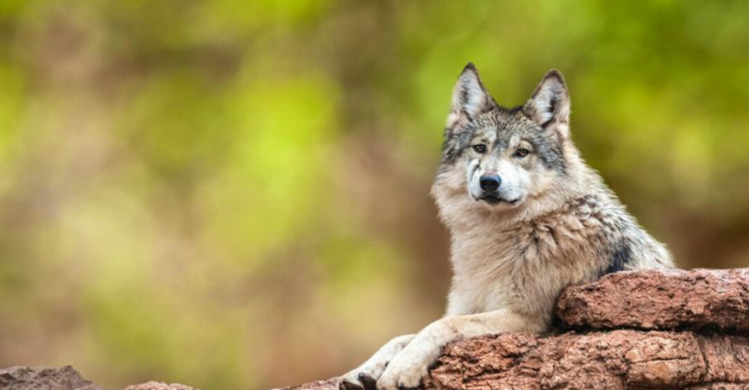 14 Animals That Live Inside Volcanoes