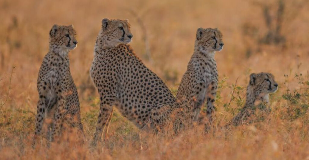 27 Animals That Hunt In Packs (And Why Wolves Aren’t The Scariest)