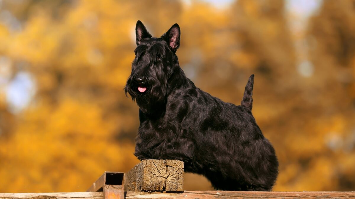 27 Small Dogs That Will Always Be Loyal Companions