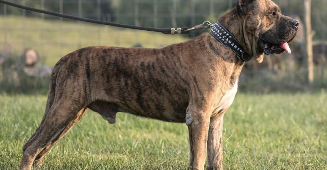 30 Most Fearsome Dog Breeds That Will Guard Your Home Against Intruders