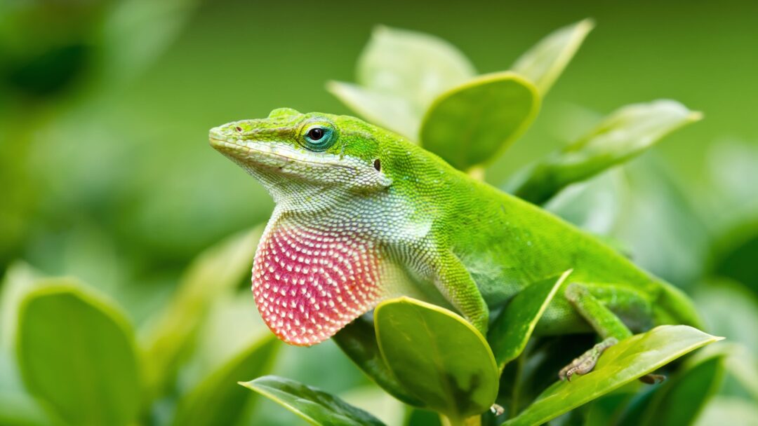 32 Remarkable Animals That Master The Art Of Transformation