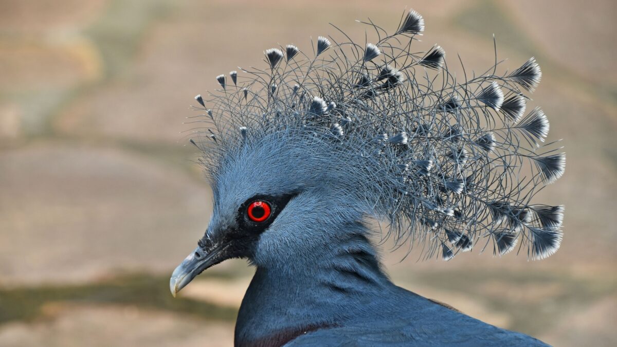 34 Amazing Creatures With Unbelievable Beauty