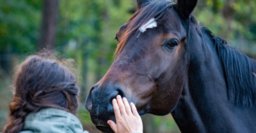 6 Signs Your Horse Trusts You (And 4 That Show Doubt)