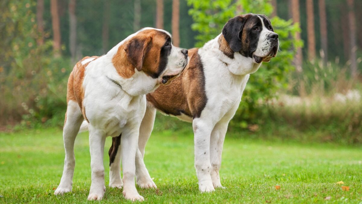 60+ Big Dog Names That Fit Gentle Giants