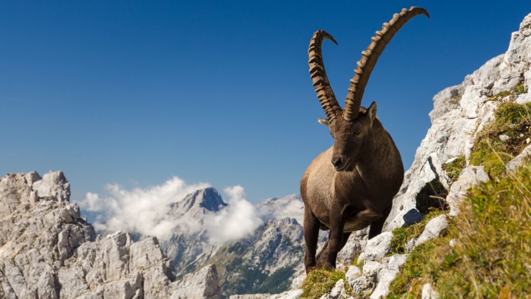 7 Incredible Animals Whose Survival Skills Will Amaze You