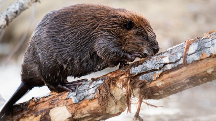 7 Incredible Ways Beavers Are Helping The Environment