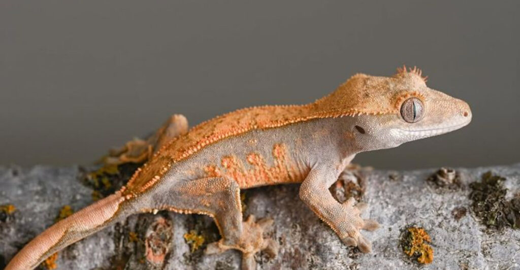 7 Reptile Species That Are Surprisingly Social (And 6 That Like To Be ...