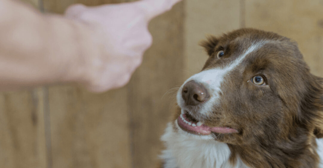 7 Words Dogs Understand (And 4 They Don't) - Animalko
