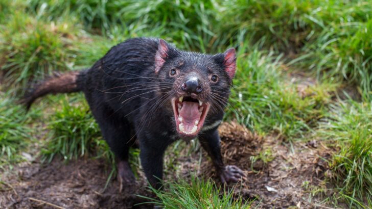 8 Brave Animals That Don’t Fear Danger