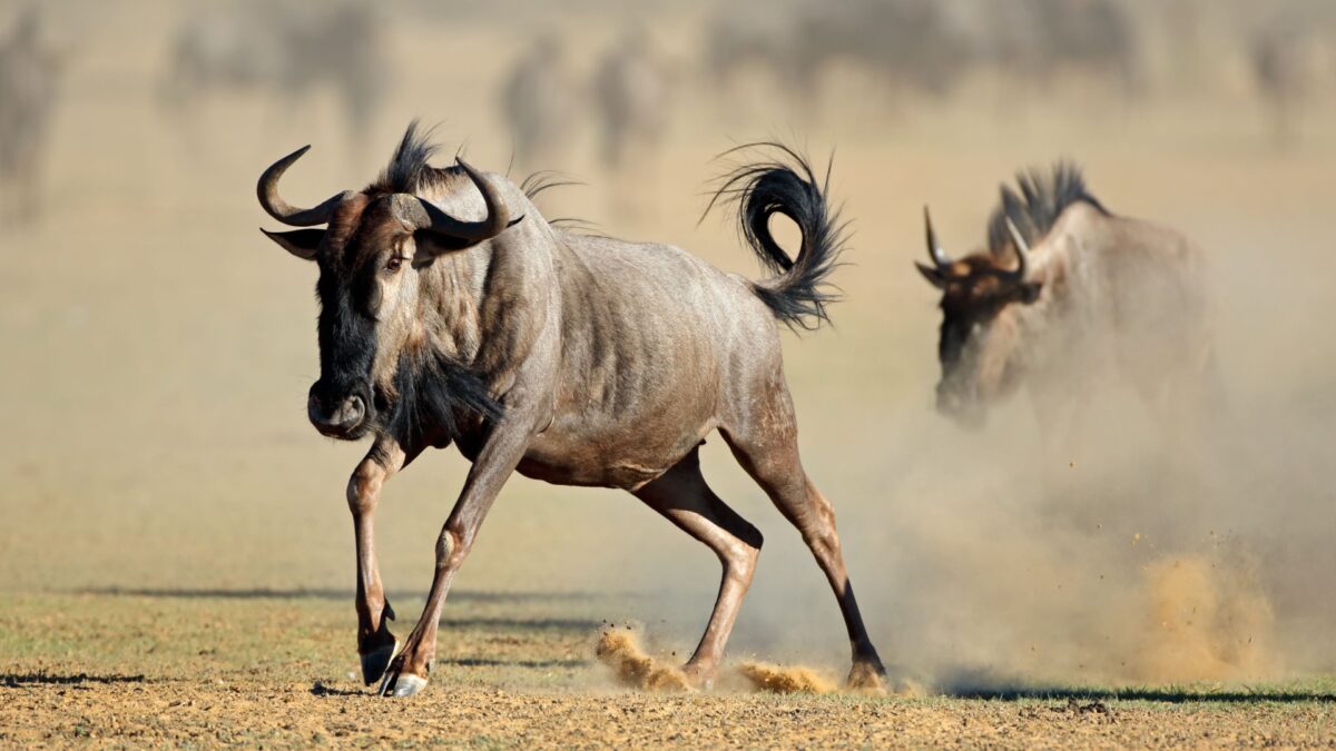 Discover 15 Big Cats That Roar Differently Than Lions