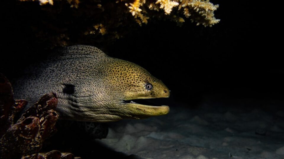 8 Fearsome Ocean Predators You Should Know About