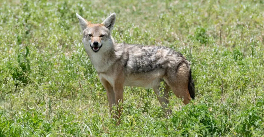 8 Major Facts About The Endangered African Golden Wolf