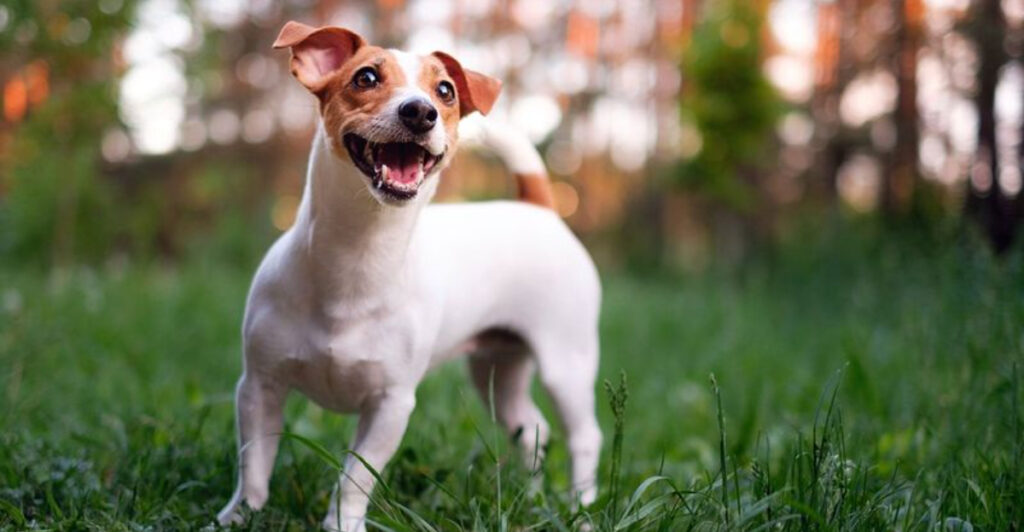 8 Most Protective Dog Breeds And Their 8 Friendliest Alternatives