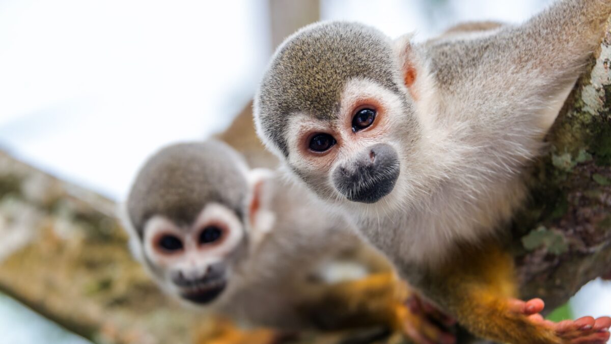 11 Animals That Use Tails As Tools