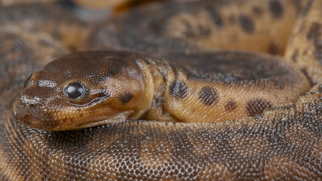 8 Of The World’s Most Elusive And Rare Snakes