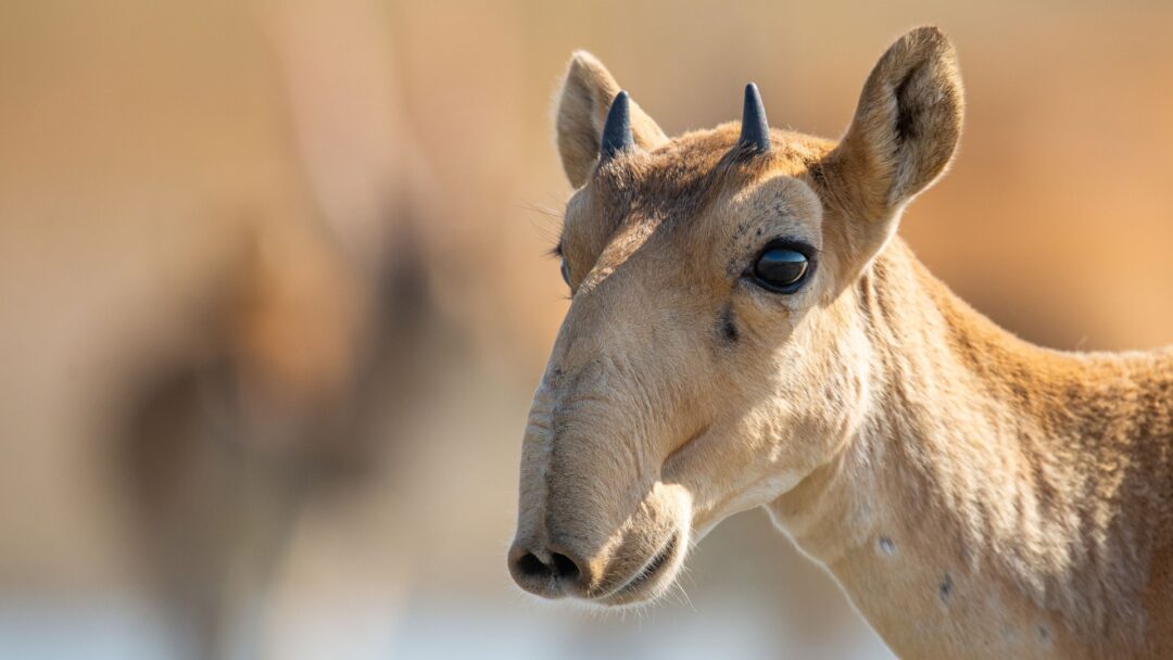 8 Real-Life Animals That Seem Too Weird To Be True