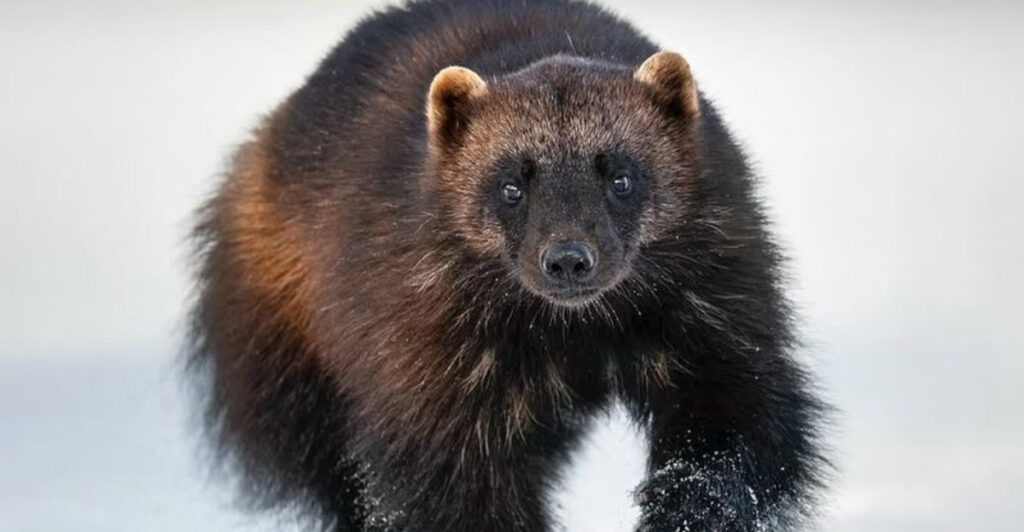 8 Surprisingly Aggressive Animals You Should Definitely Avoid