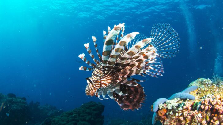 9 Color-Changing Fish That Will Leave You Mesmerized